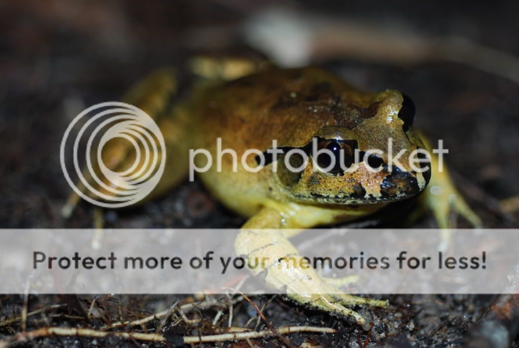 Some herping around Sydney and Canberra - Field Herp Forum
