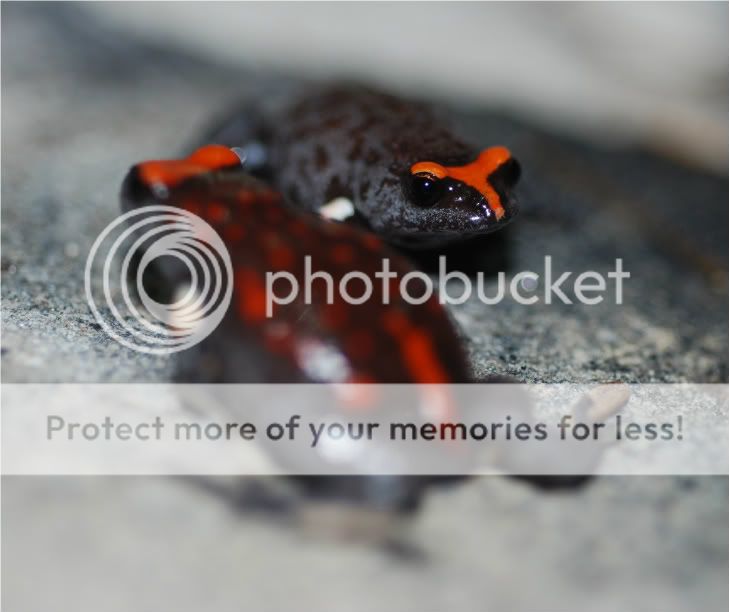 Some herping around Sydney and Canberra - Field Herp Forum