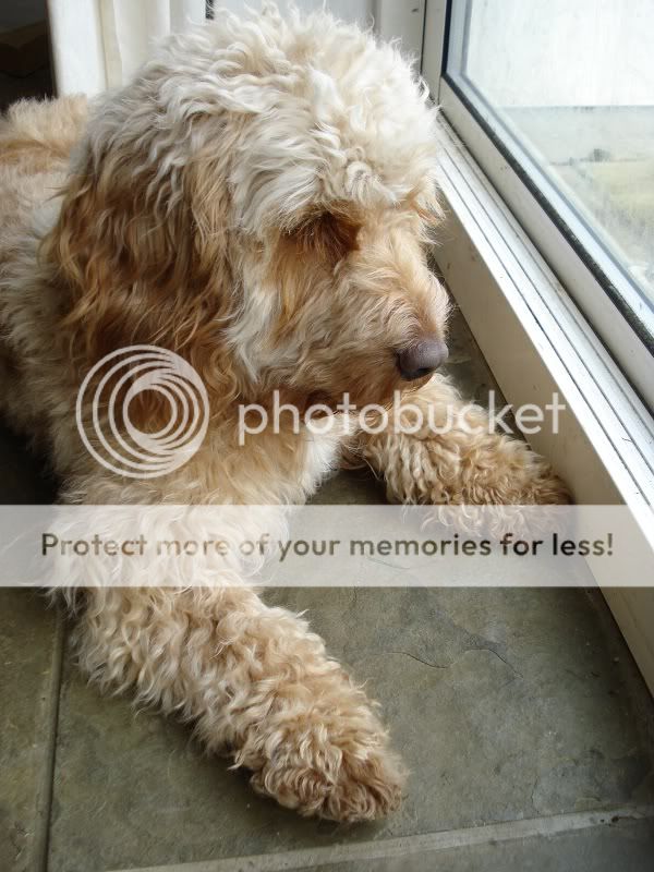 pink nose | I Love My Cockapoo Forums