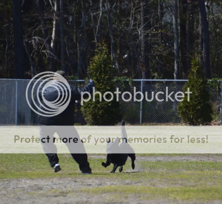 Some pictures from this weekend! | German Shepherds Forum