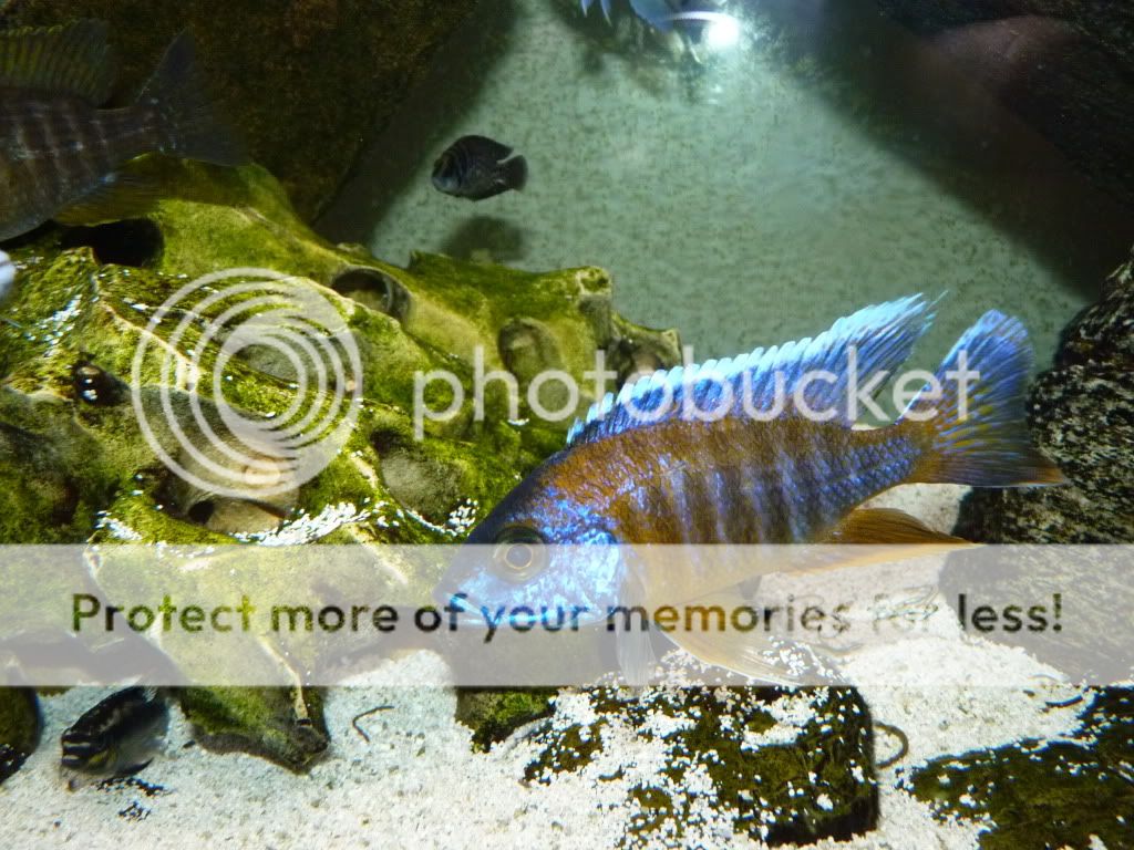 Show Us The Different Species of African Rift Lake Cichlids.. | Page ...