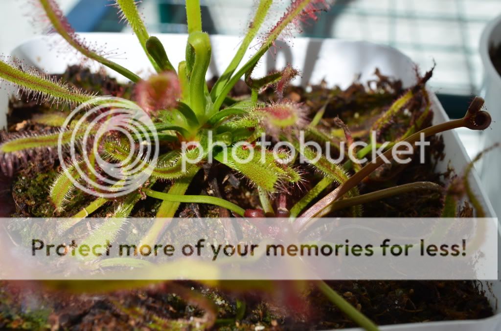 Sundews For Sale - FlyTrapCare Forums