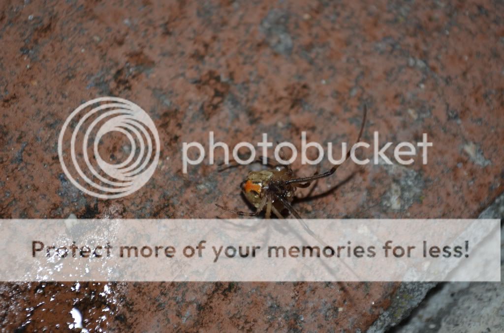 Anyone ever seen a "Brown" Widow? vs B52? - FlyTrapCare Forums