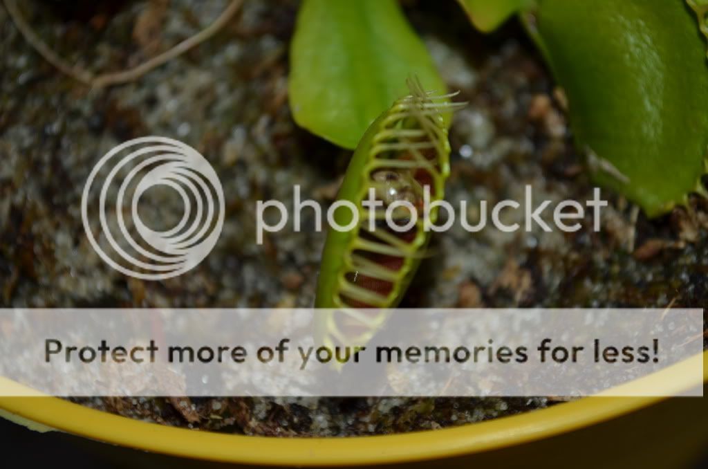 Anyone ever seen a "Brown" Widow? vs B52? - FlyTrapCare Forums