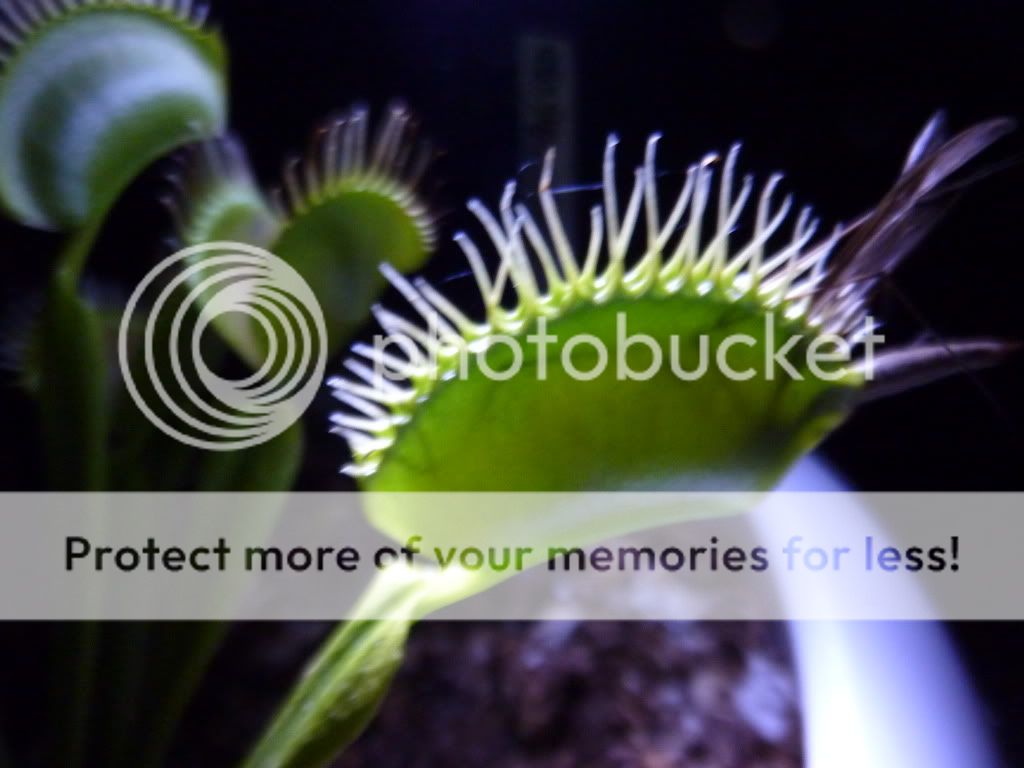 ever bite off more than you can CHew? - FlyTrapCare Forums