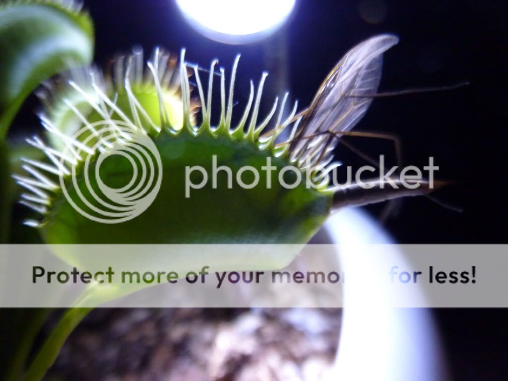 ever bite off more than you can CHew? - FlyTrapCare Forums